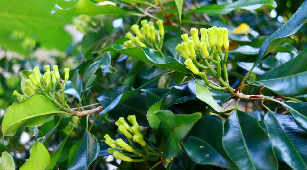 Clove is One of the Most Expensive Spices in the World - Business ...